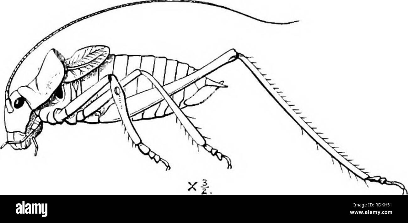 Tegmina Black and White Stock Photos & Images - Alamy