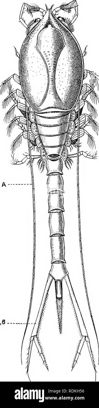 Mysis oculata hi-res stock photography and images - Alamy