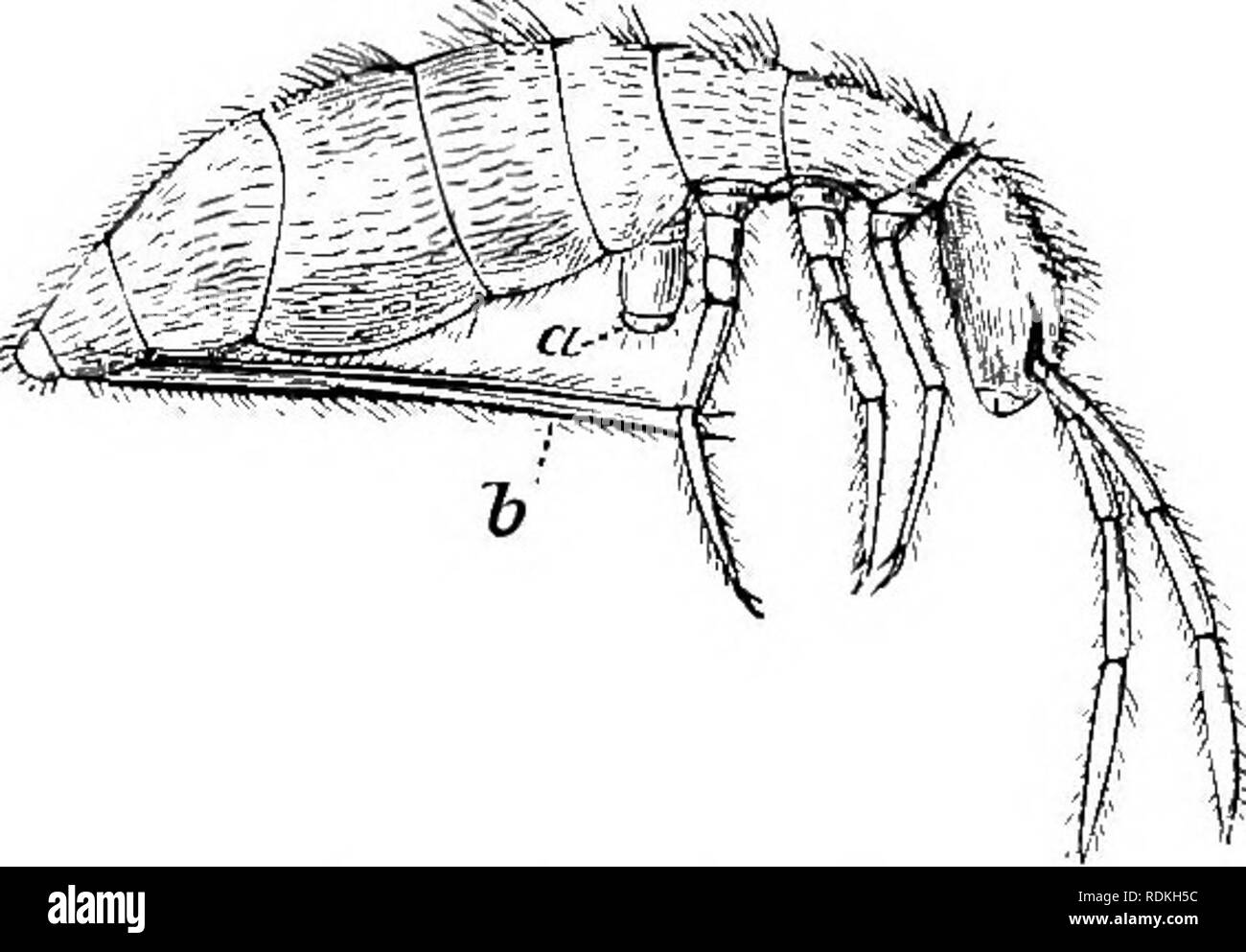 Convex abdomen Black and White Stock Photos & Images - Alamy