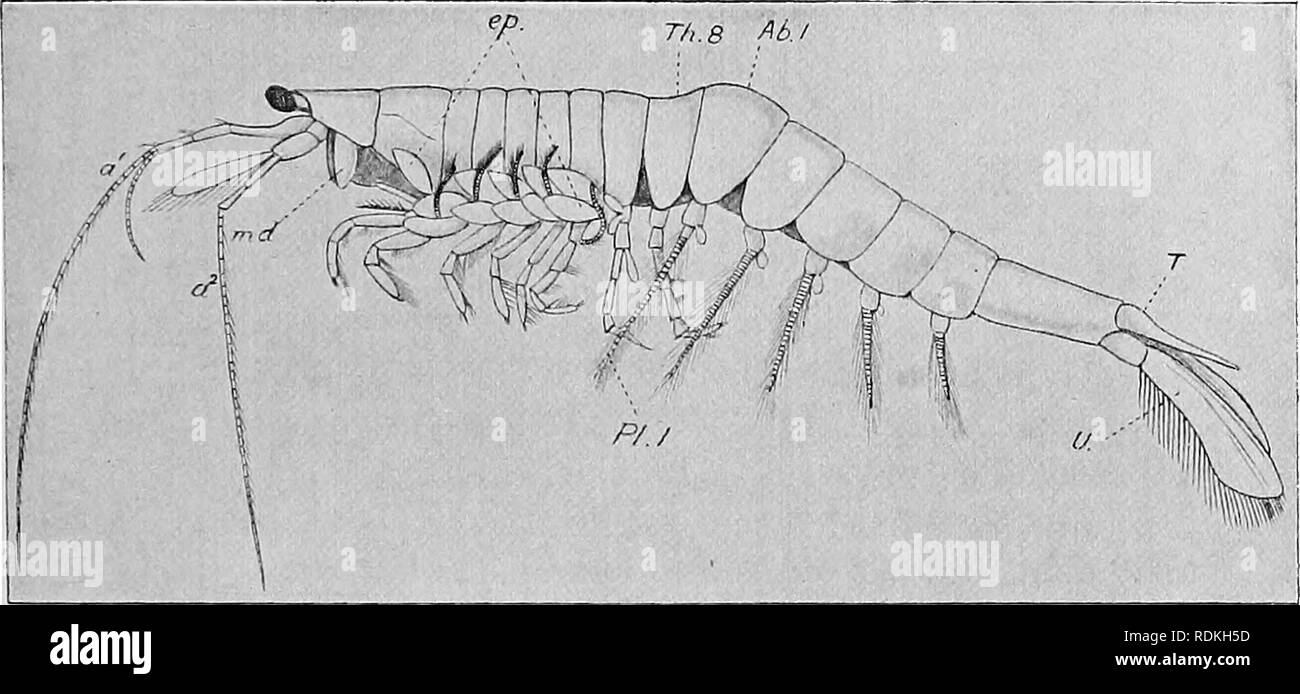 Shrimp male hump hi-res stock photography and images - Alamy