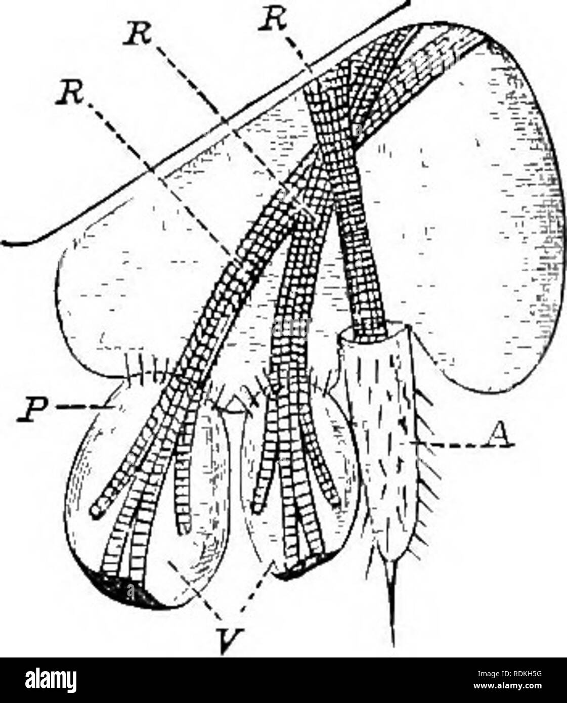 Campodea hi-res stock photography and images - Alamy
