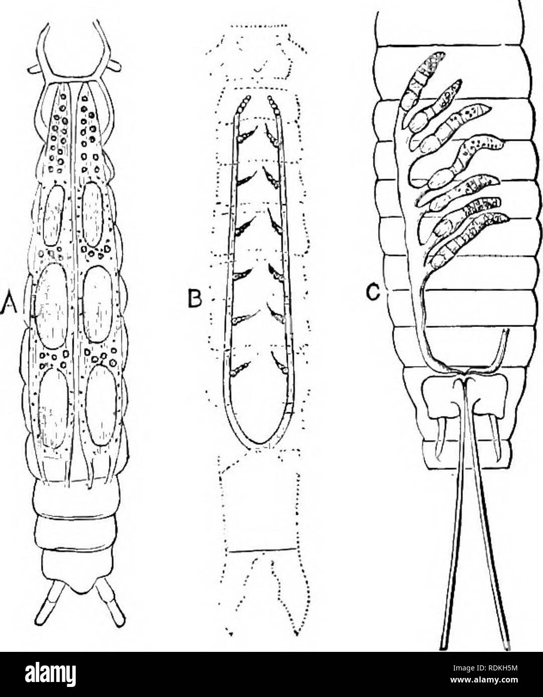 Curiously shaped insect hi-res stock photography and images - Alamy
