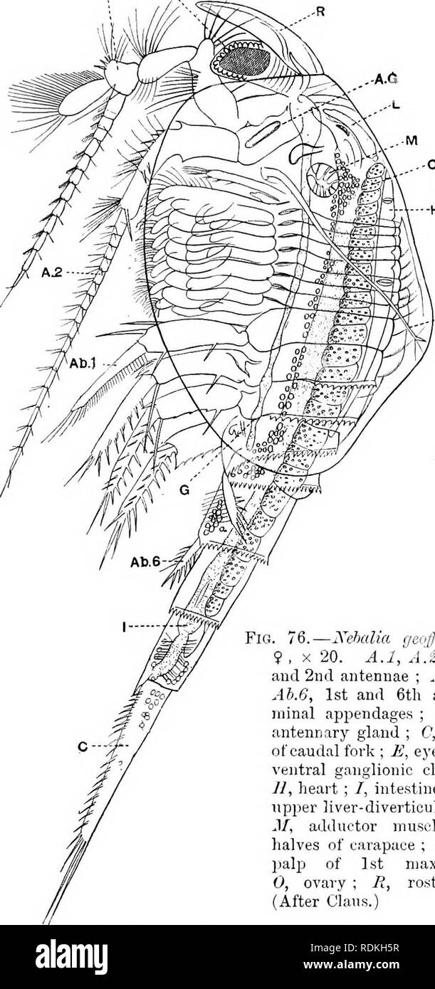 Malacostraca Anatomy