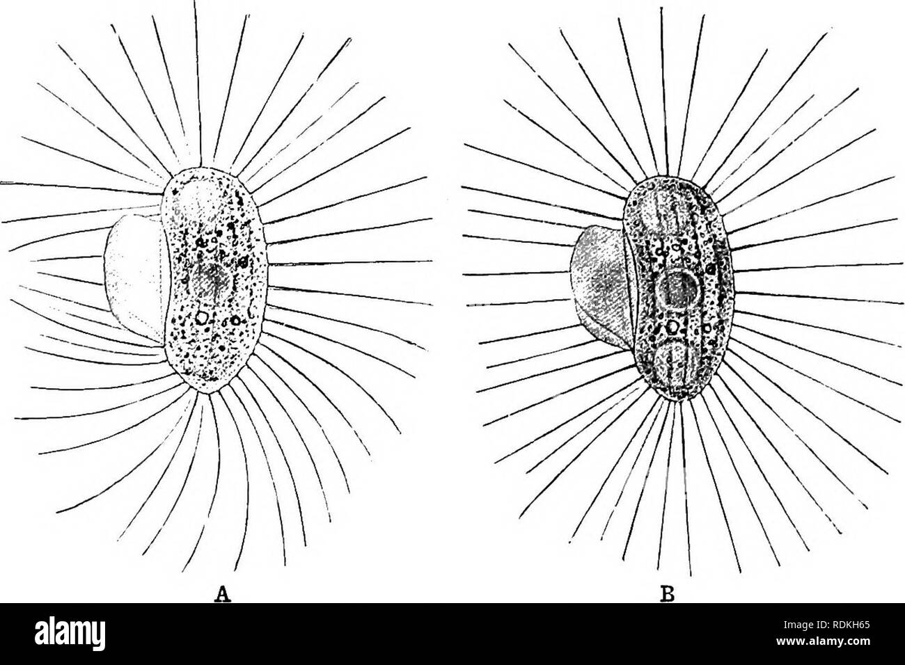 Polymorphus Black and White Stock Photos & Images - Alamy