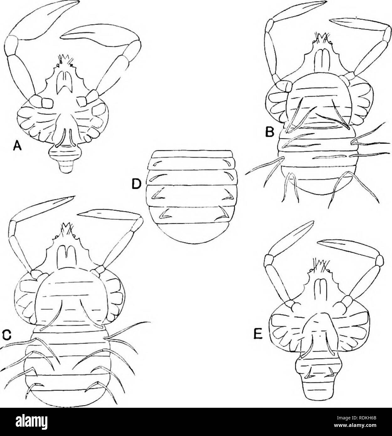 Parasitic crab Black and White Stock Photos & Images - Alamy