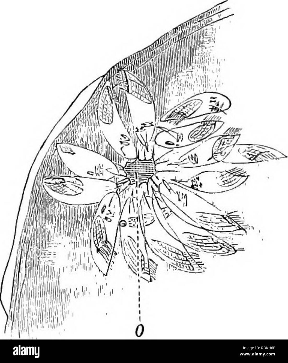 . The Cambridge natural history. Zoology. RHIZOCEPHALA COMPLEMENTAL ...
