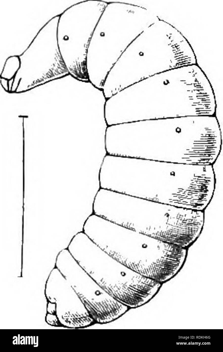. The Cambridge natural history. Zoology. I/O METAMORPHOSIS striking of ...