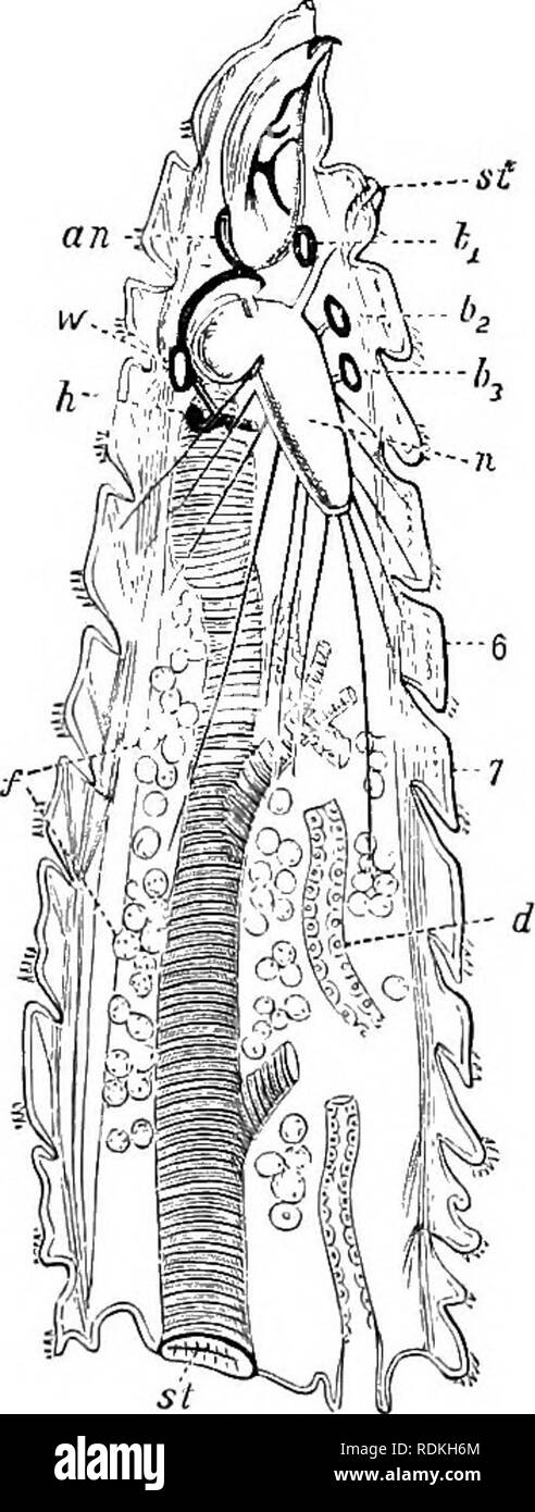. The Cambridge natural history. Zoology. METAMORPHOSIS 167 Imaginal ...