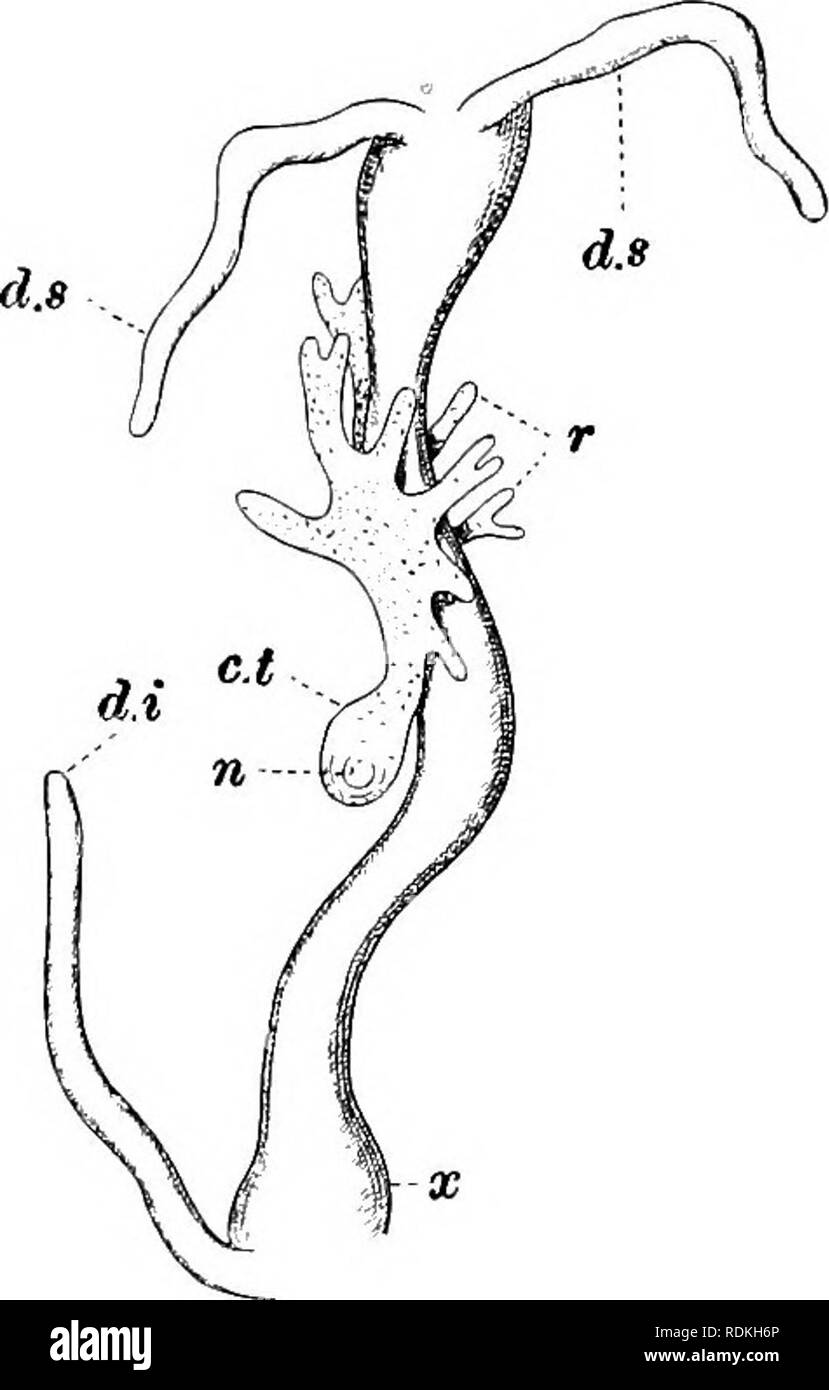 . The Cambridge natural history. Zoology. 98 CRUSTACEA CIRRIPEDIA CHAP ...