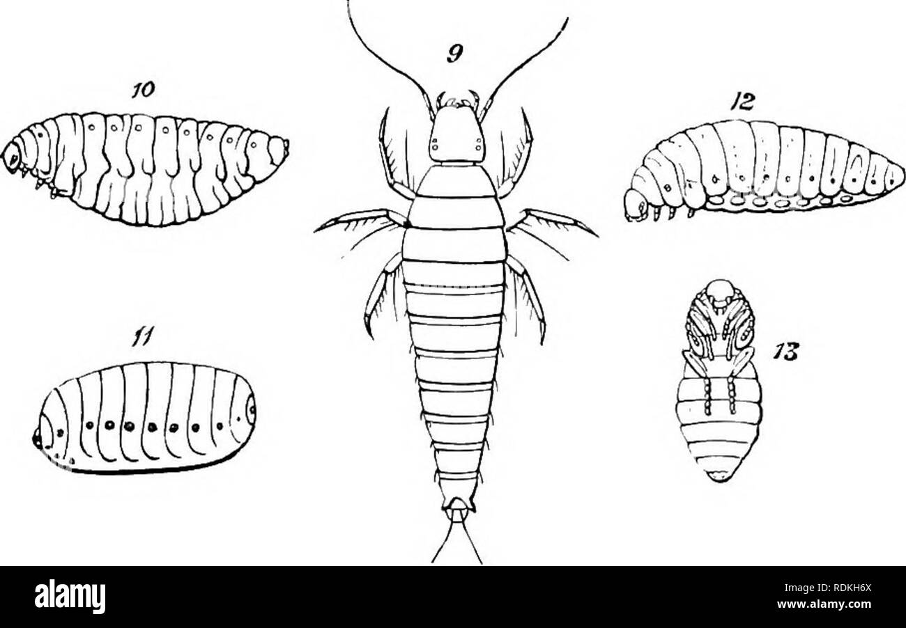 Maggots on food Cut Out Stock Images & Pictures - Alamy