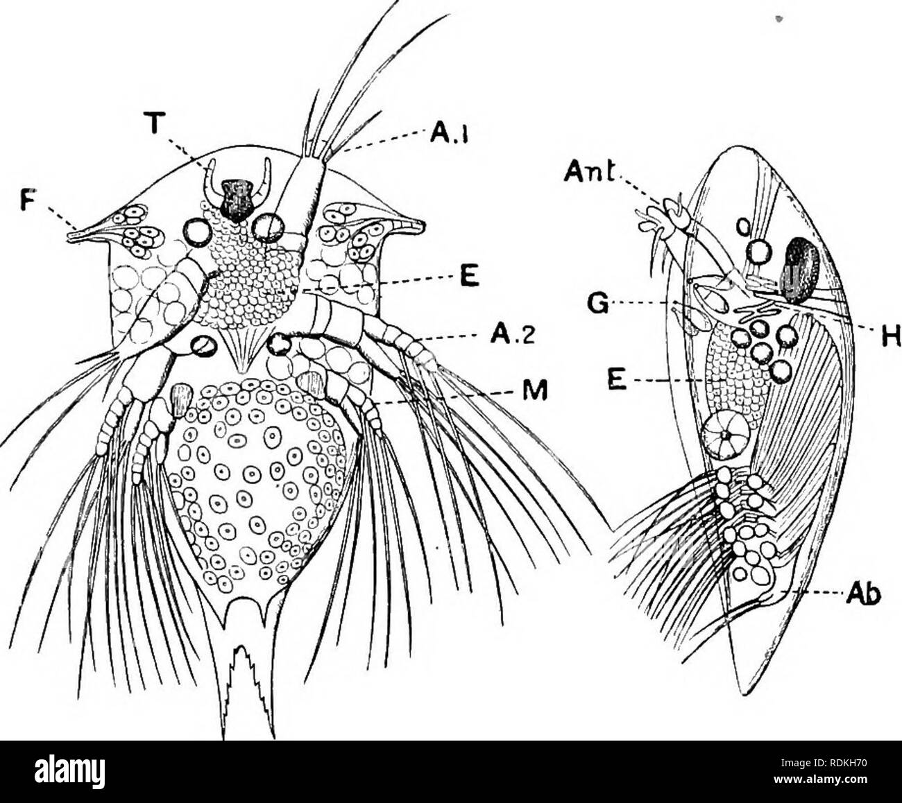 . The Cambridge natural history. Zoology. RHIZOCEPHALA—LIFE-HISTORY 97 ...