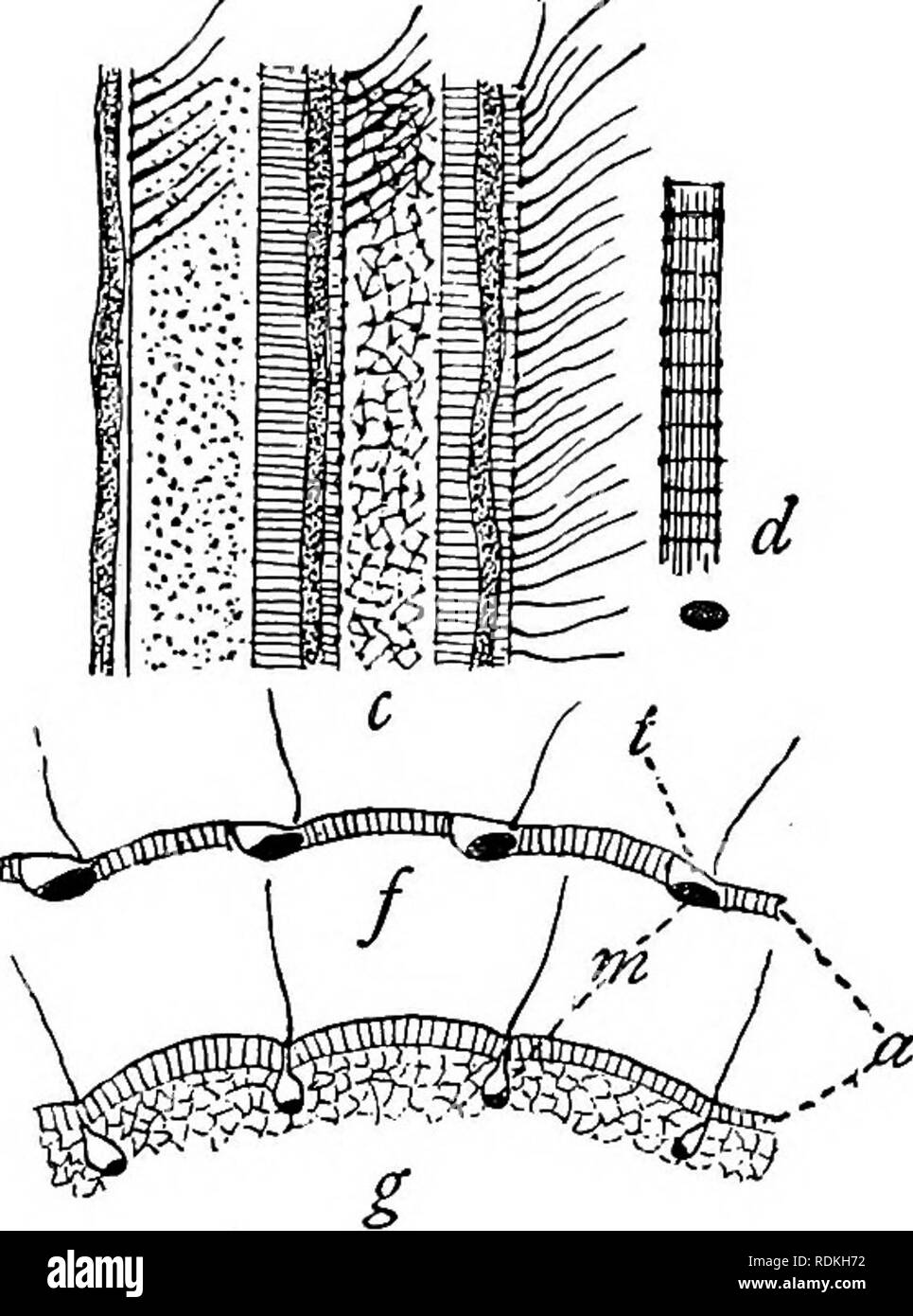 . The Cambridge natural history. Zoology. 142 PROTOZOA protoplasm it ...