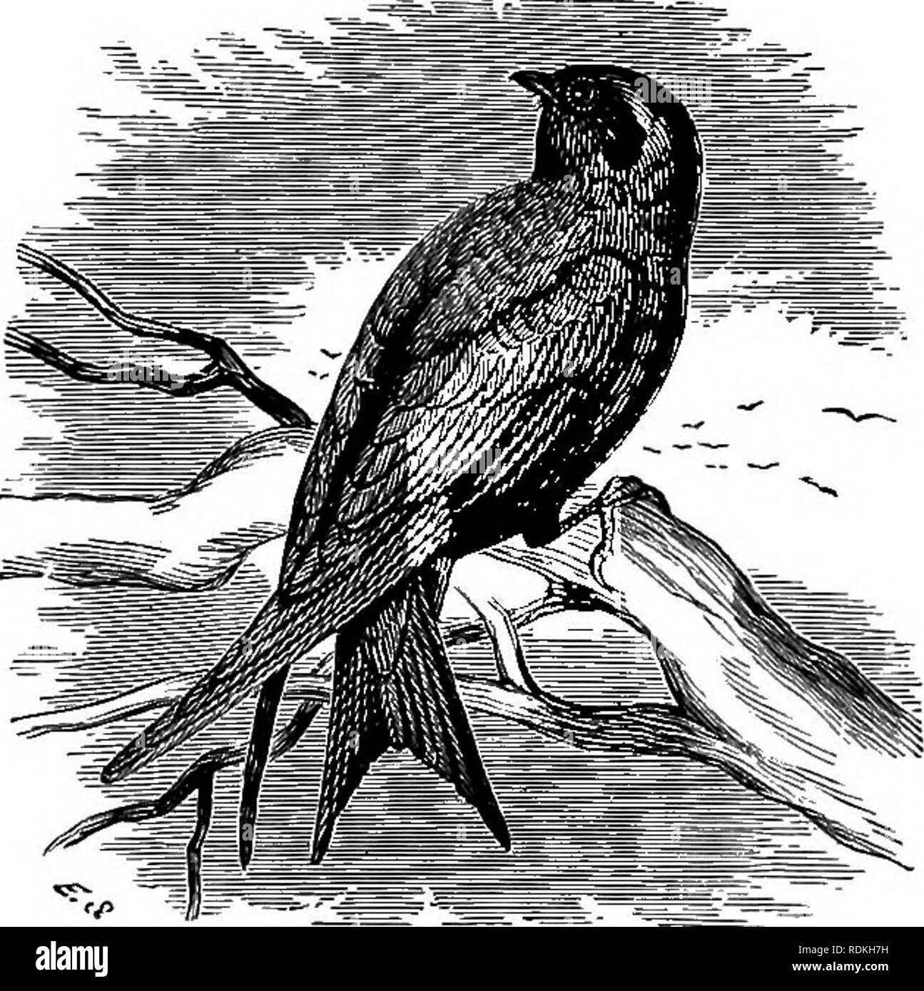 . The birds of Illinois and Wisconsin. Birds; Birds. 6i8 Field Museum ...