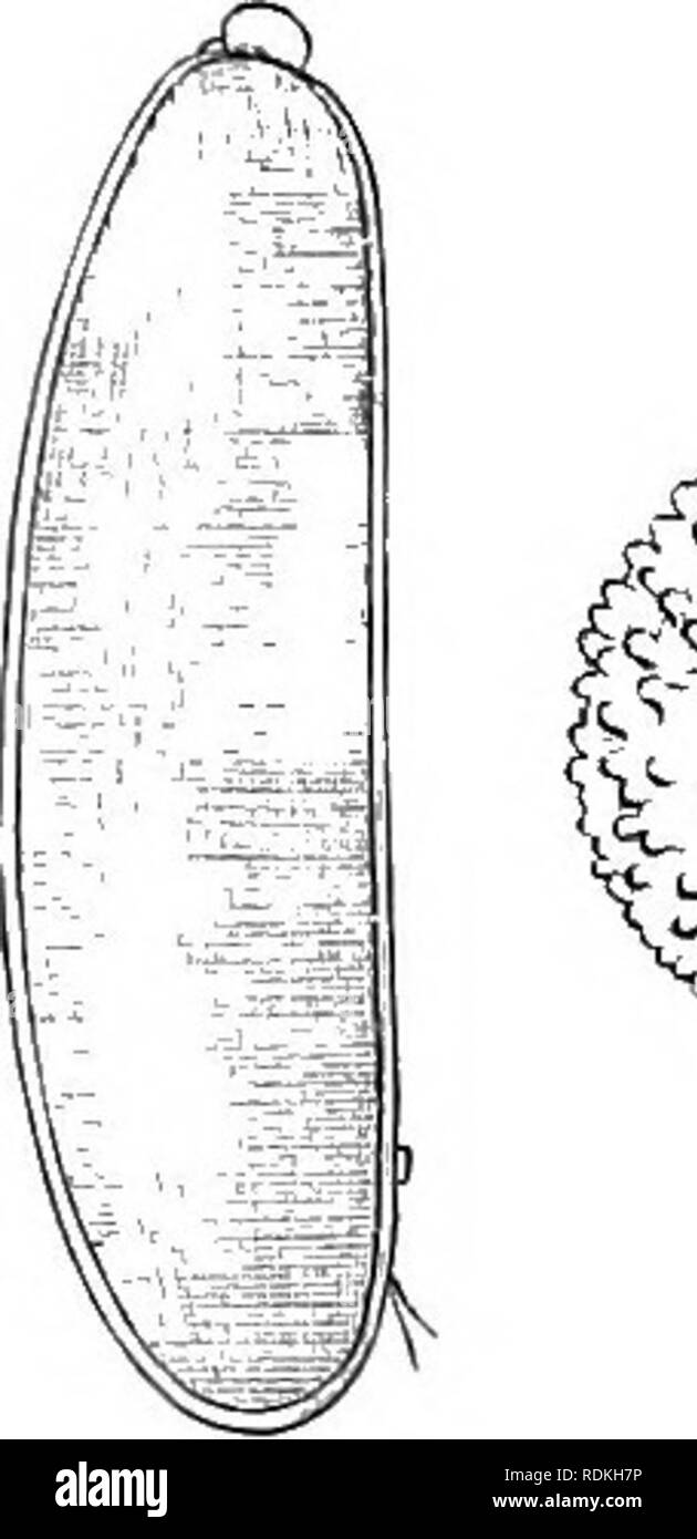 Blowfly eggs hi-res stock photography and images - Alamy