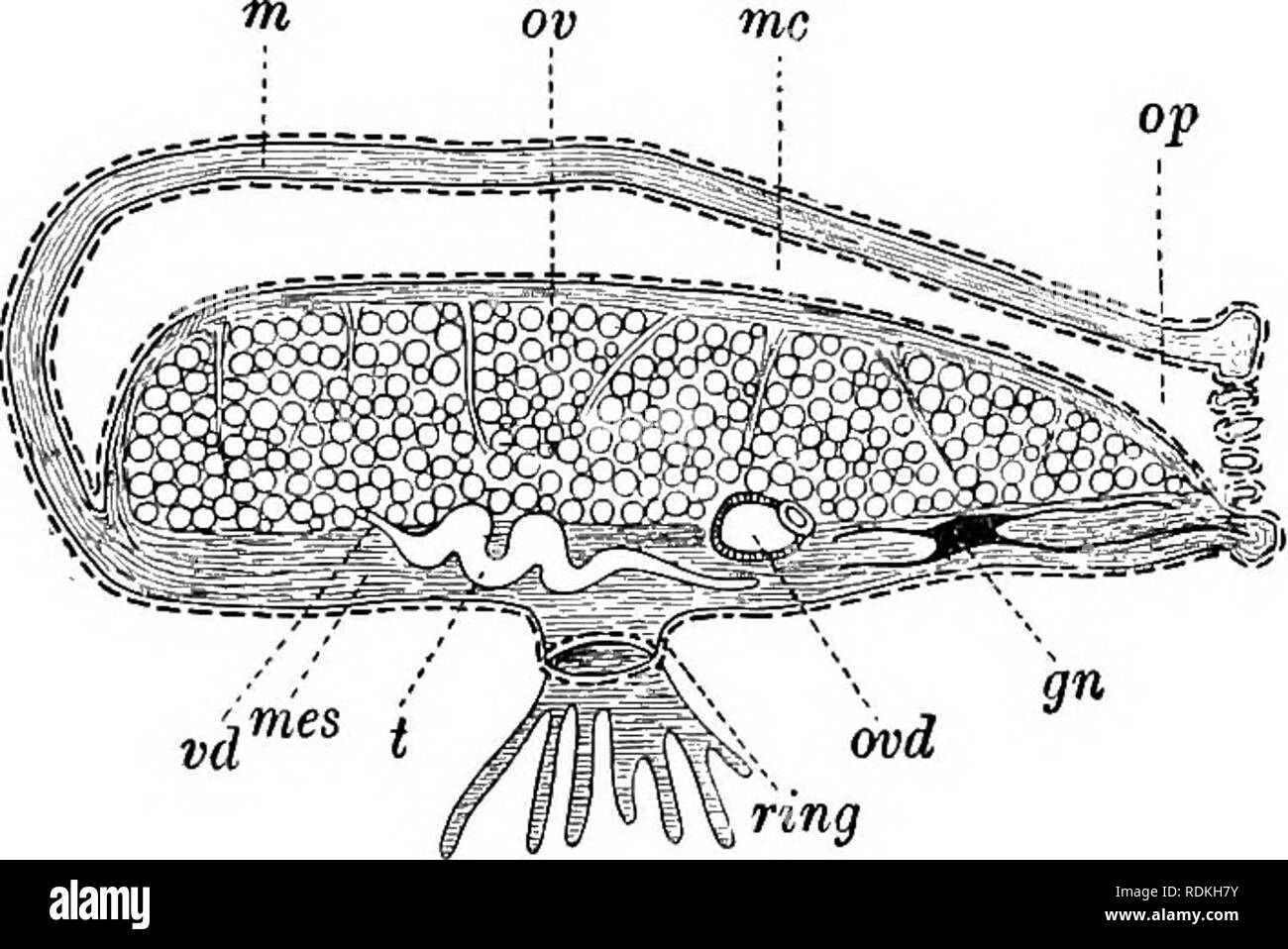 Social genus Black and White Stock Photos & Images - Alamy