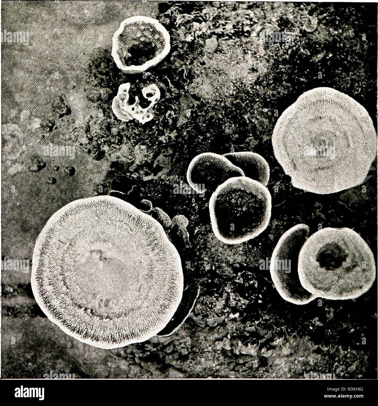 Distinct bell shaped body hi-res stock photography and images - Alamy