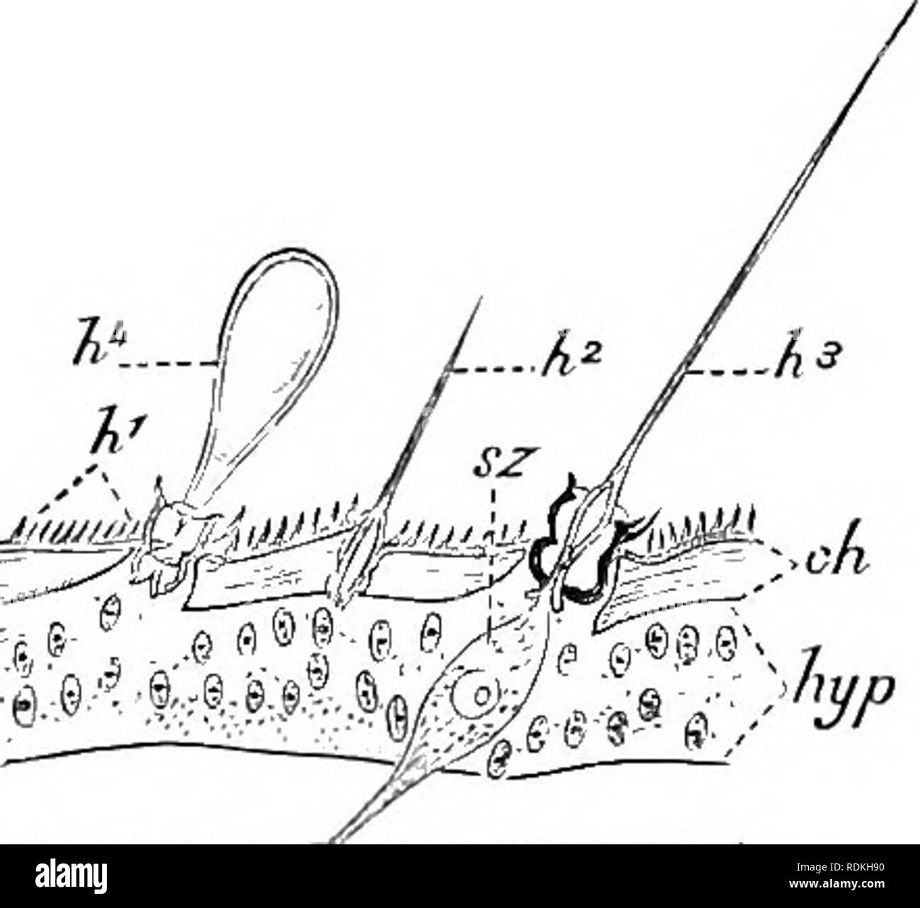 Body orifices Black and White Stock Photos & Images - Alamy