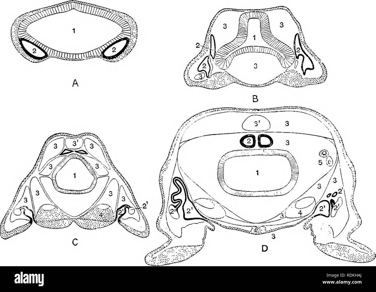 . The Cambridge natural history. Zoology. PERIPATUS of the somites is ...