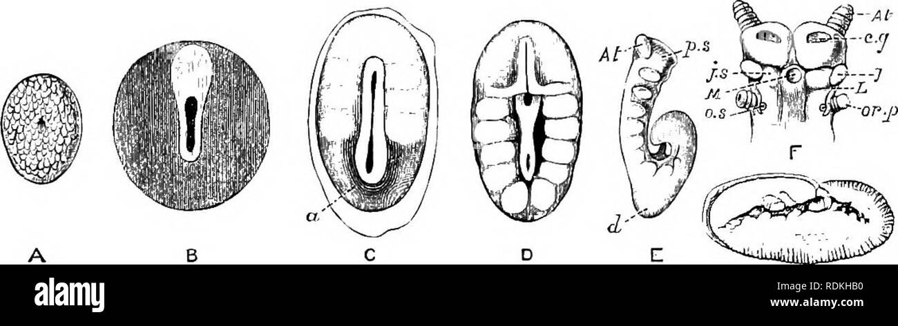 . The Cambridge natural history. Zoology. 20 PERIPATUS out in one ...