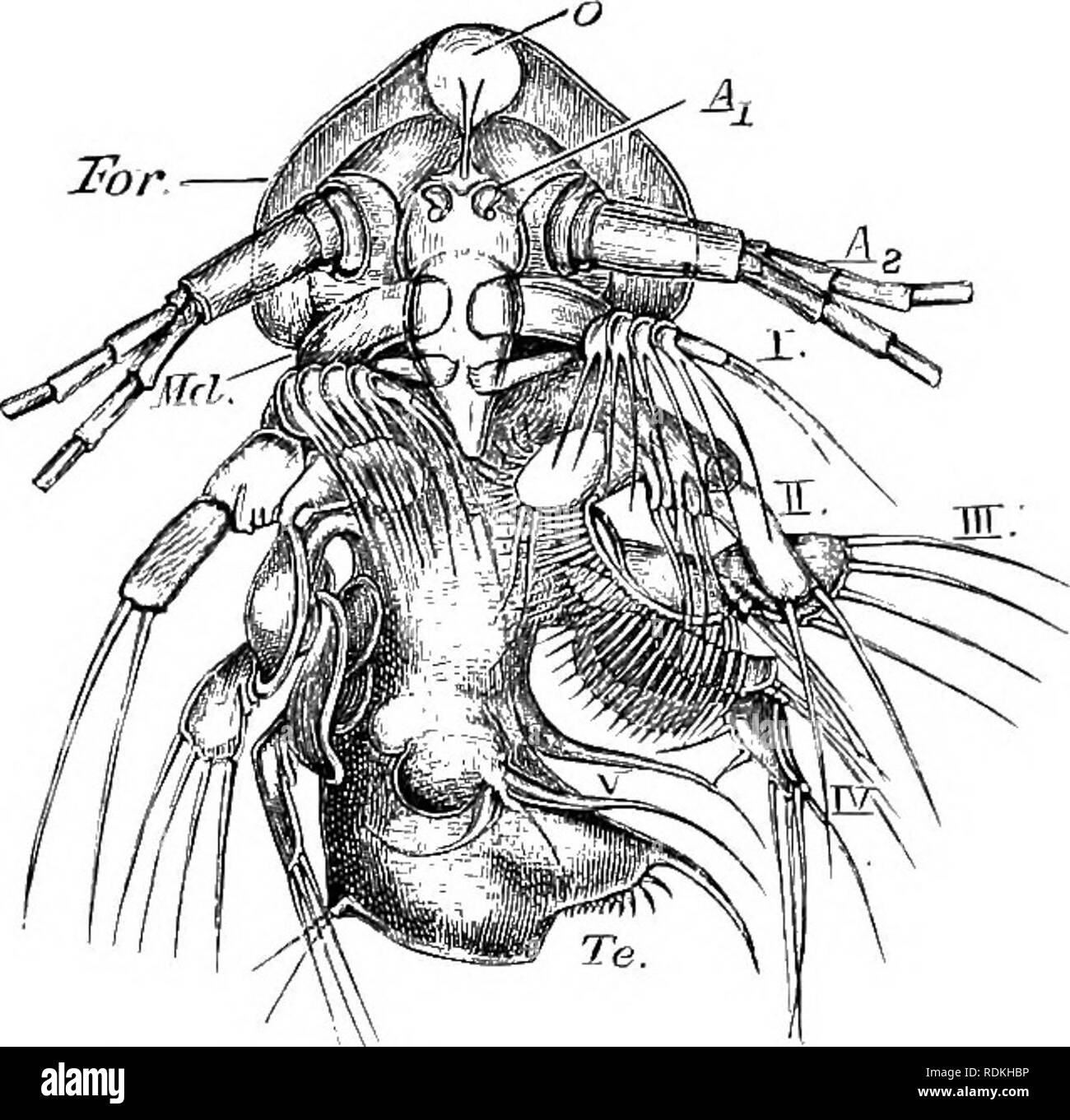 Plumose antennae hi-res stock photography and images - Alamy