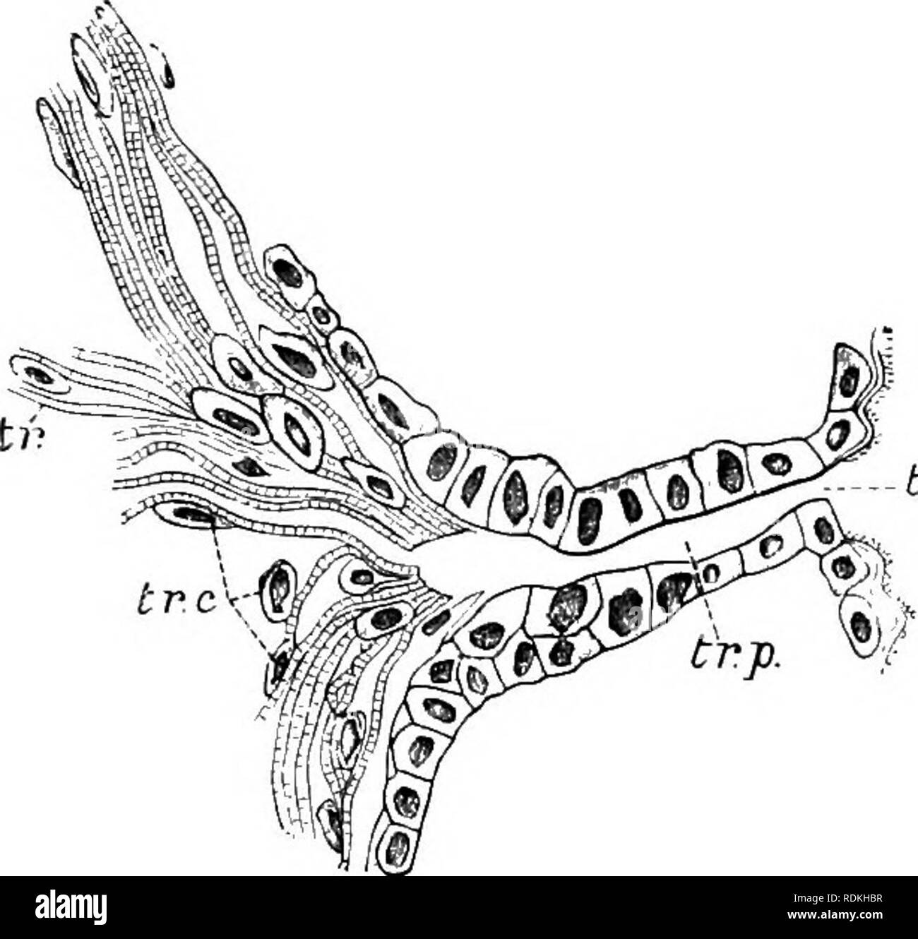 Tracheal lining hi-res stock photography and images - Alamy