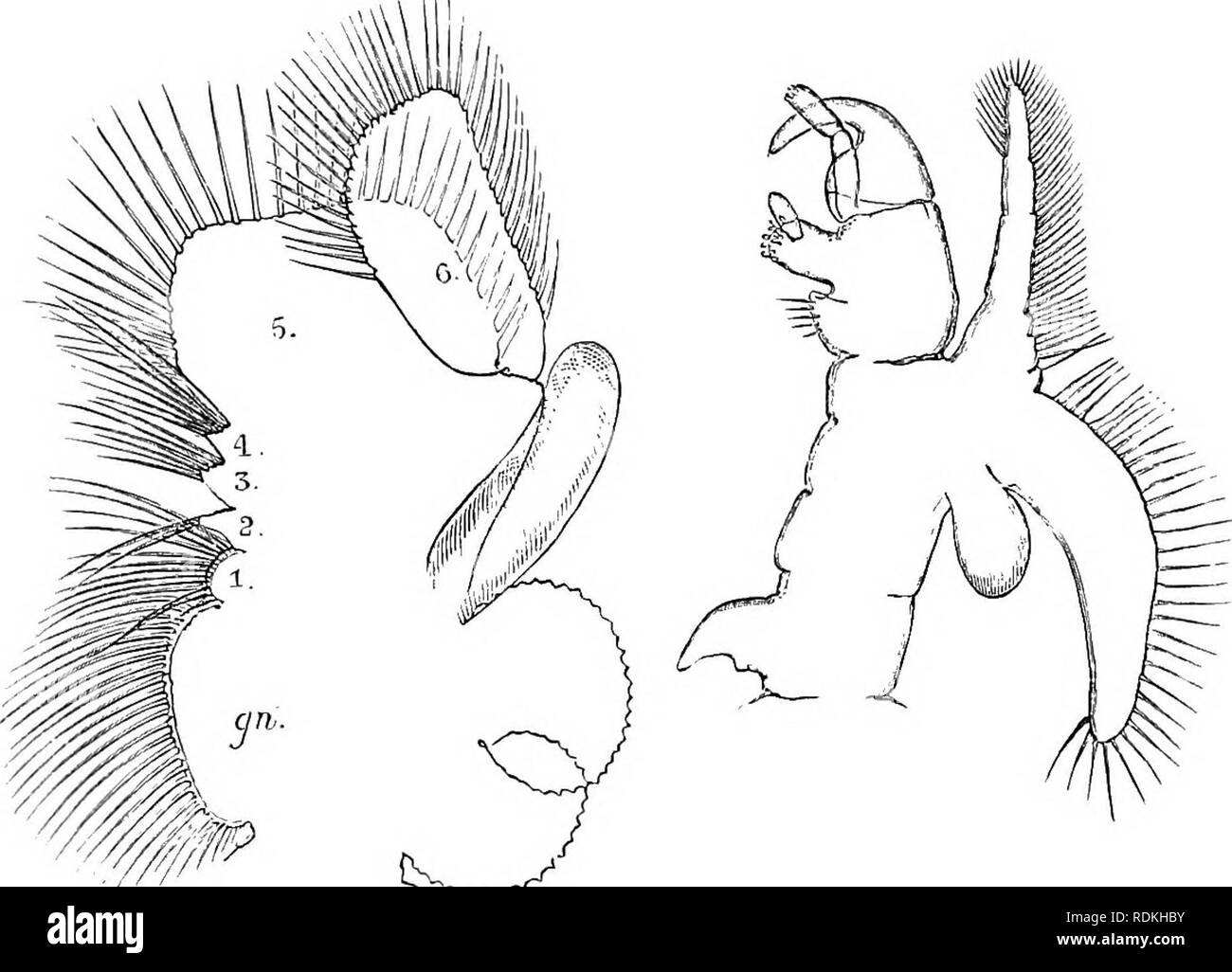 Distal process High Resolution Stock Photography and Images - Alamy