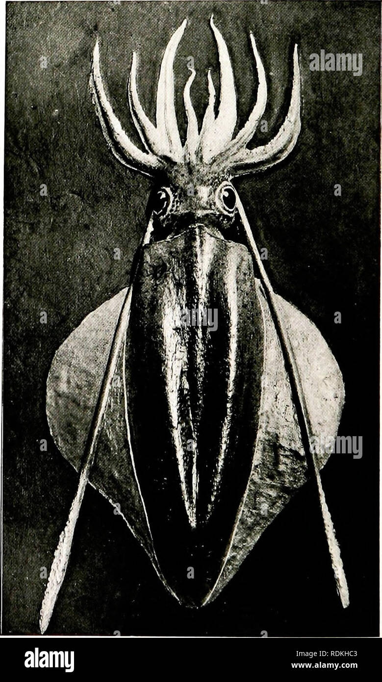 Octopods hi-res stock photography and images - Alamy