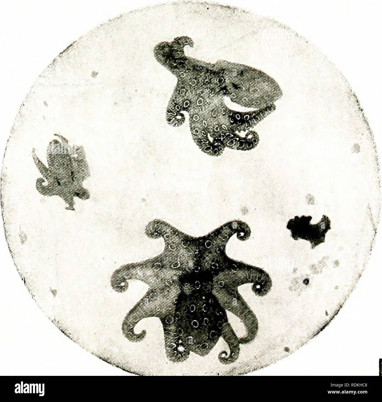 Octopods hi-res stock photography and images - Alamy