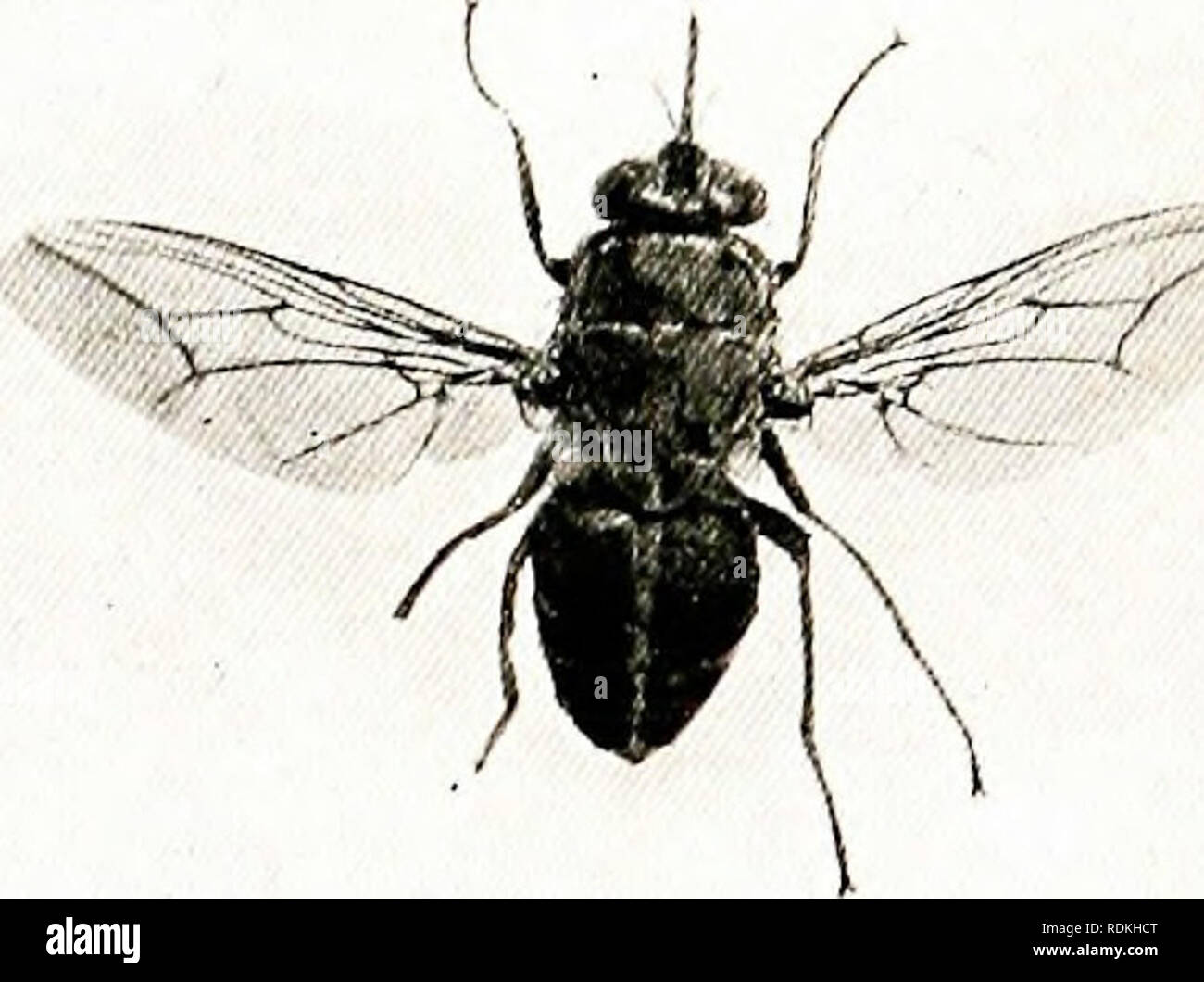 Tsetse fly animals hi-res stock photography and images - Alamy