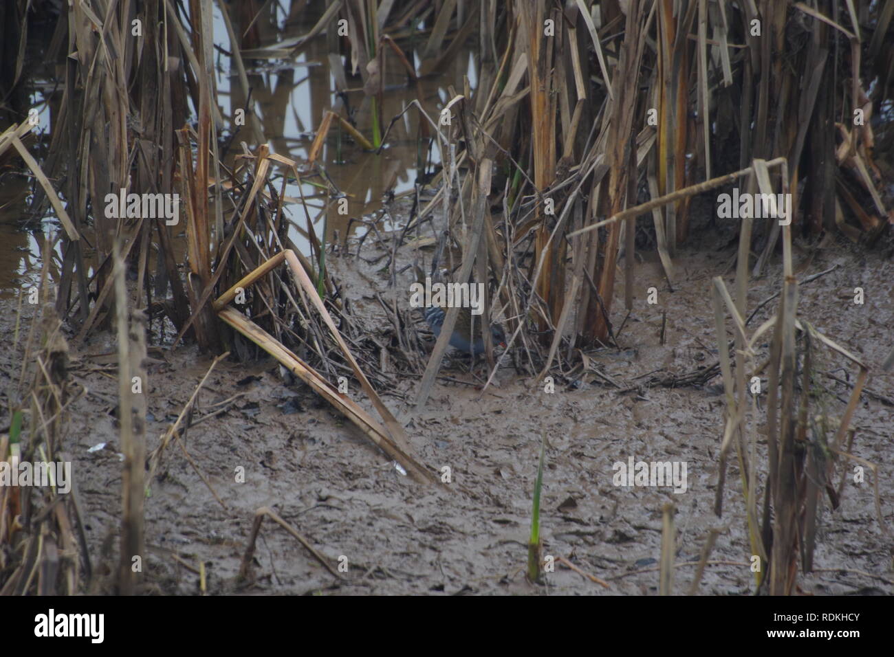Water Rail (Rallus aquaticus) Skulking Through Dead Reeds in a Wetland ...