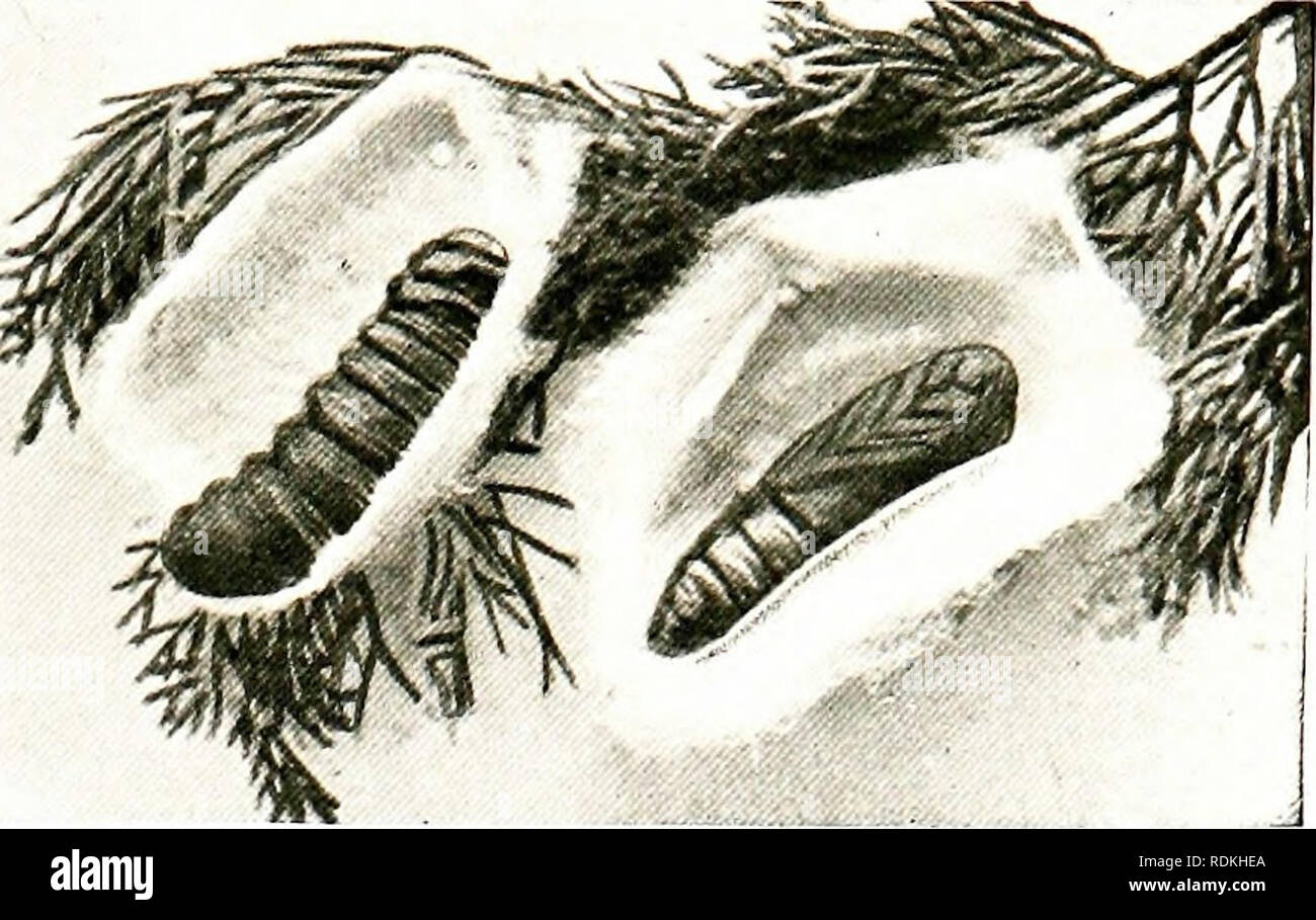 Shriving hi-res stock photography and images - Alamy