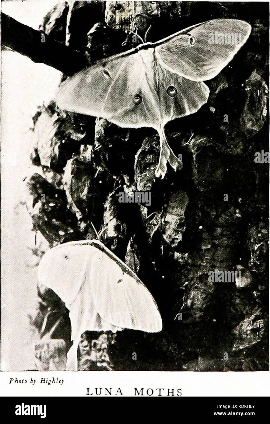 . Birds of other lands, reptiles, fishes, jointed animals and lower ...