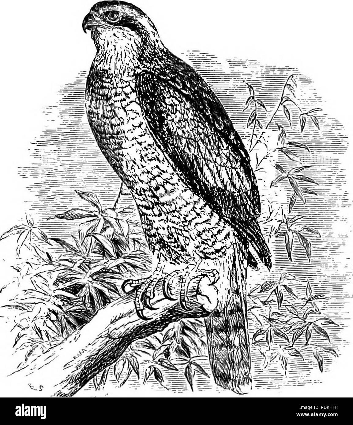 Tail feathers goshawk hi-res stock photography and images - Alamy