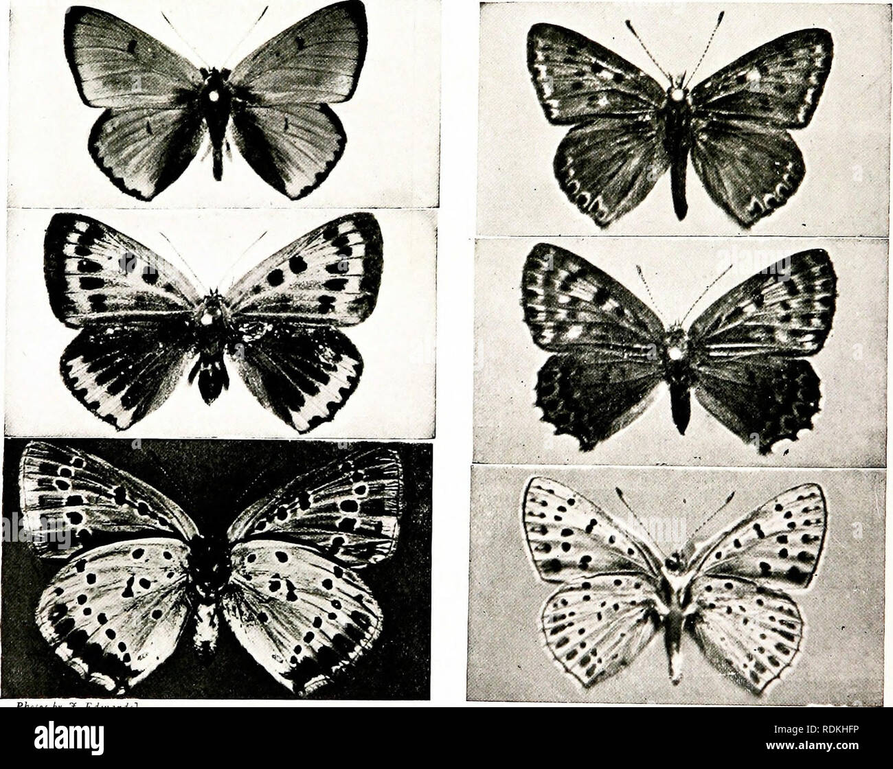 Long winged butterflies hi-res stock photography and images - Alamy