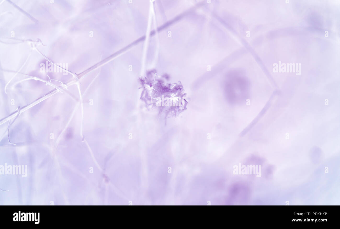 Surreal plant growing in nature - inverted colors give a fairytale like ...