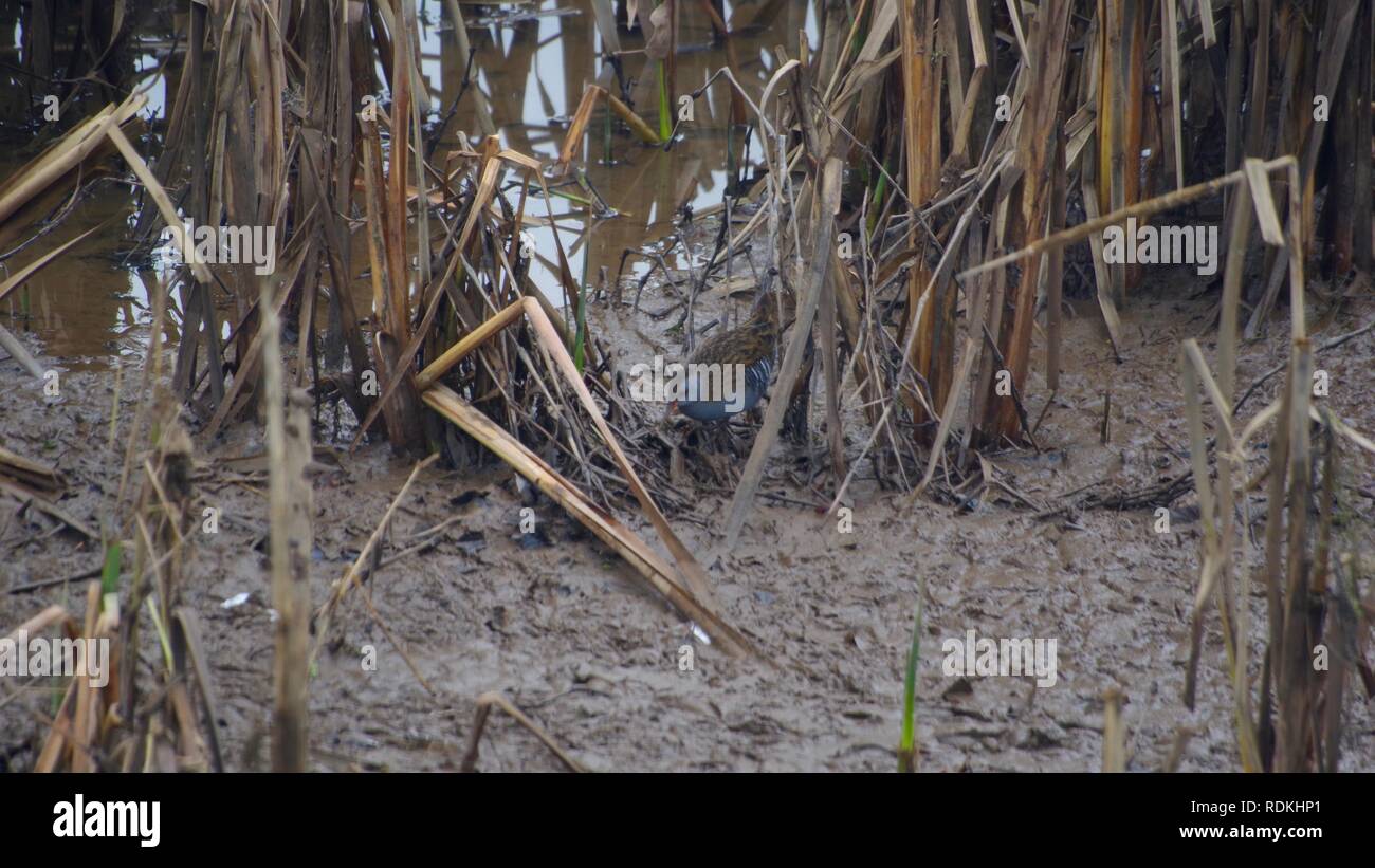 Devon water rail bird hi-res stock photography and images - Alamy