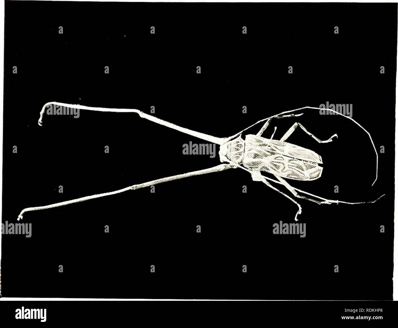 Diamond Beetle High Resolution Stock Photography and Images - Alamy