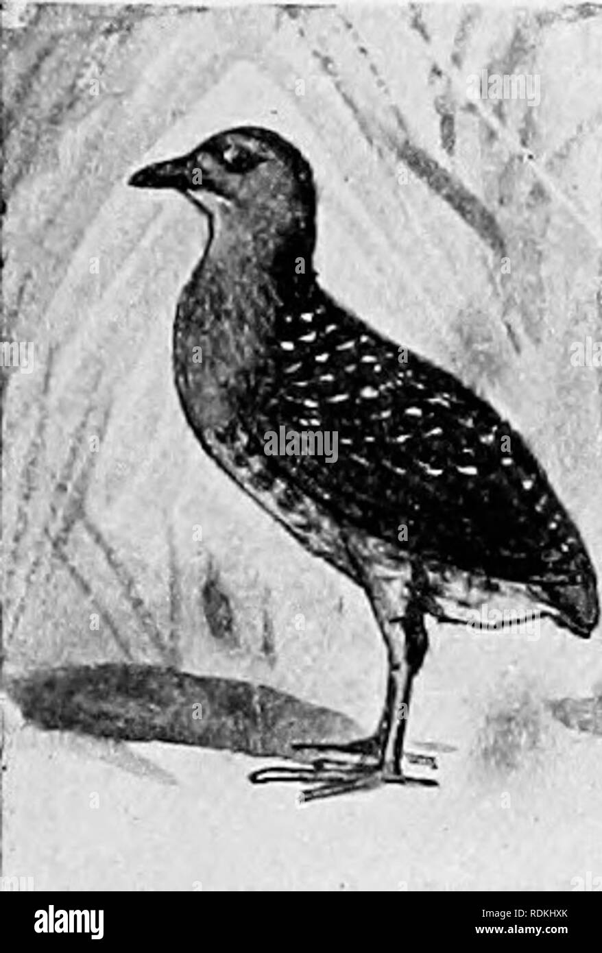 Ecological check Black and White Stock Photos & Images - Alamy