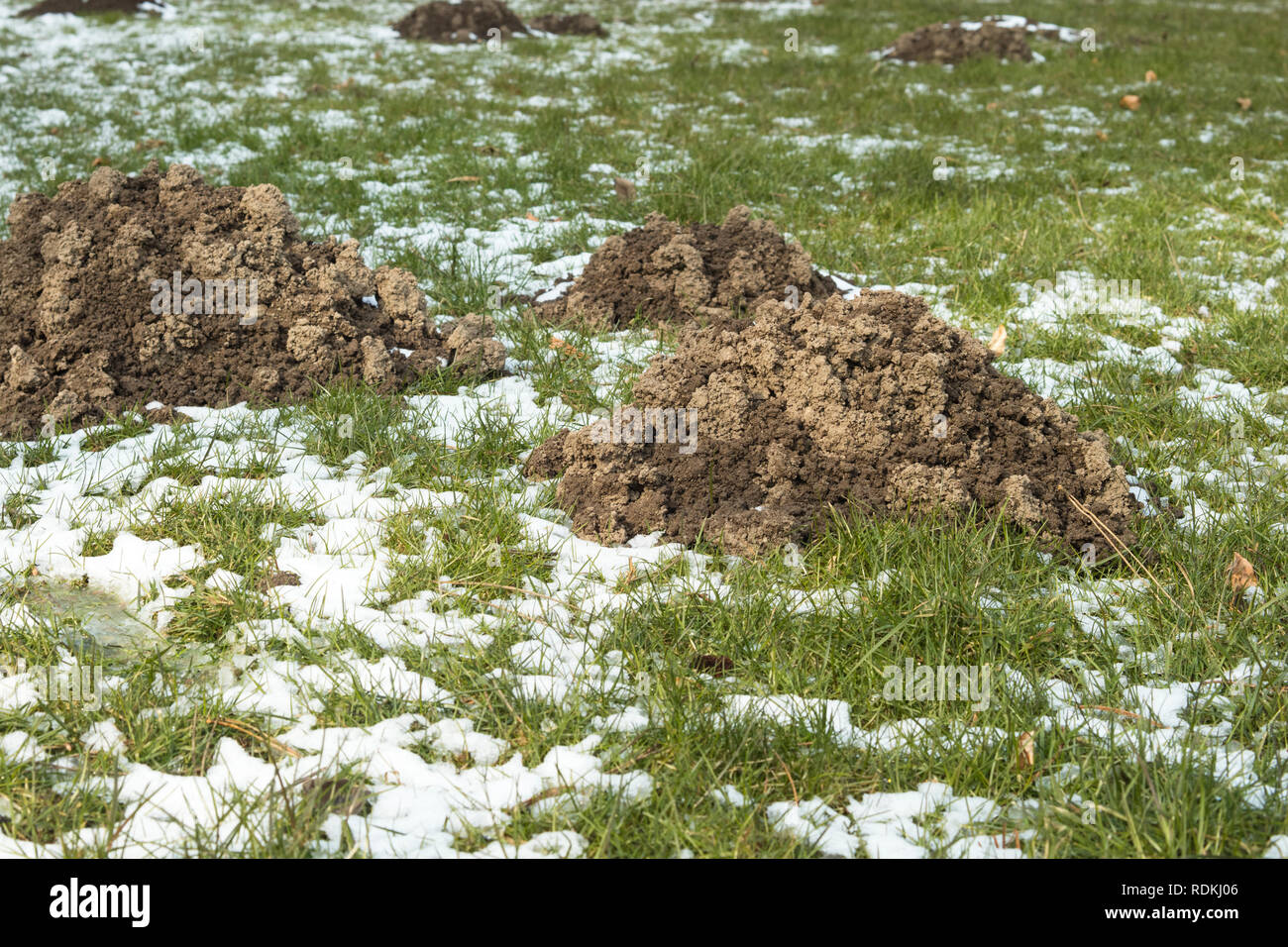 Detail of molehills made by moles. They are annoying because it damages ...
