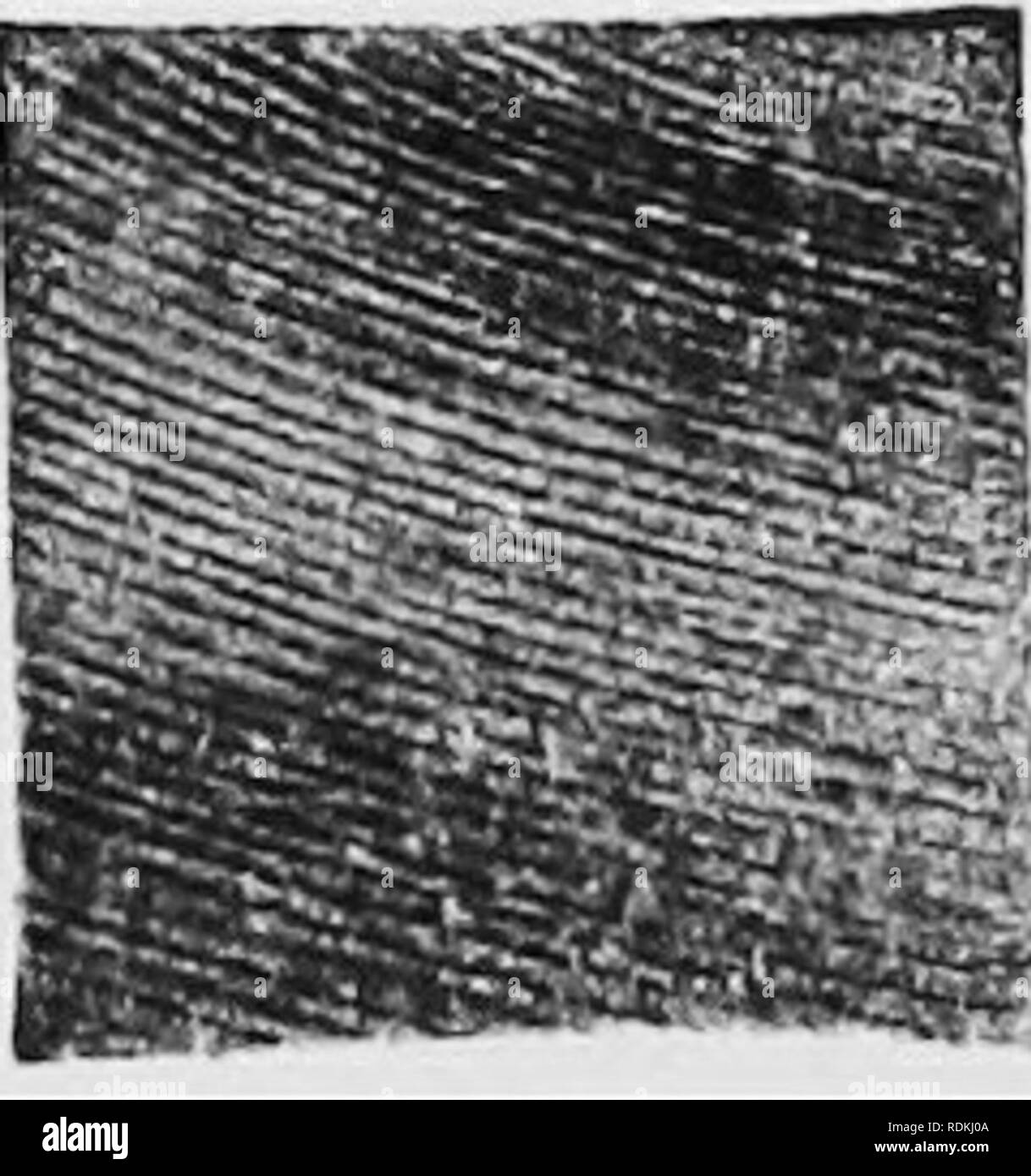 . Ordovician fossils of north China. Paleontology; Paleontology. Fig. 7 ...