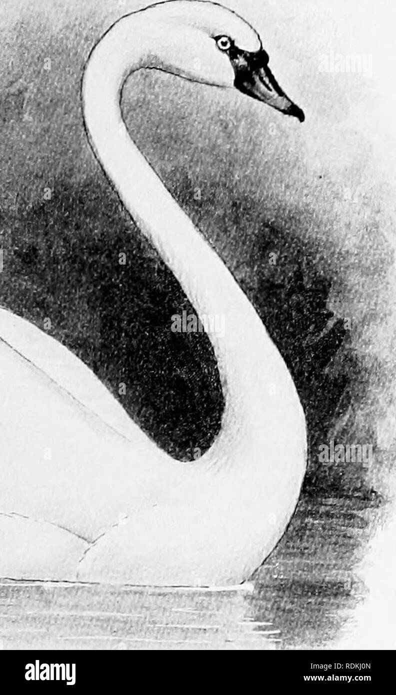 Brownish swan Black and White Stock Photos & Images - Alamy