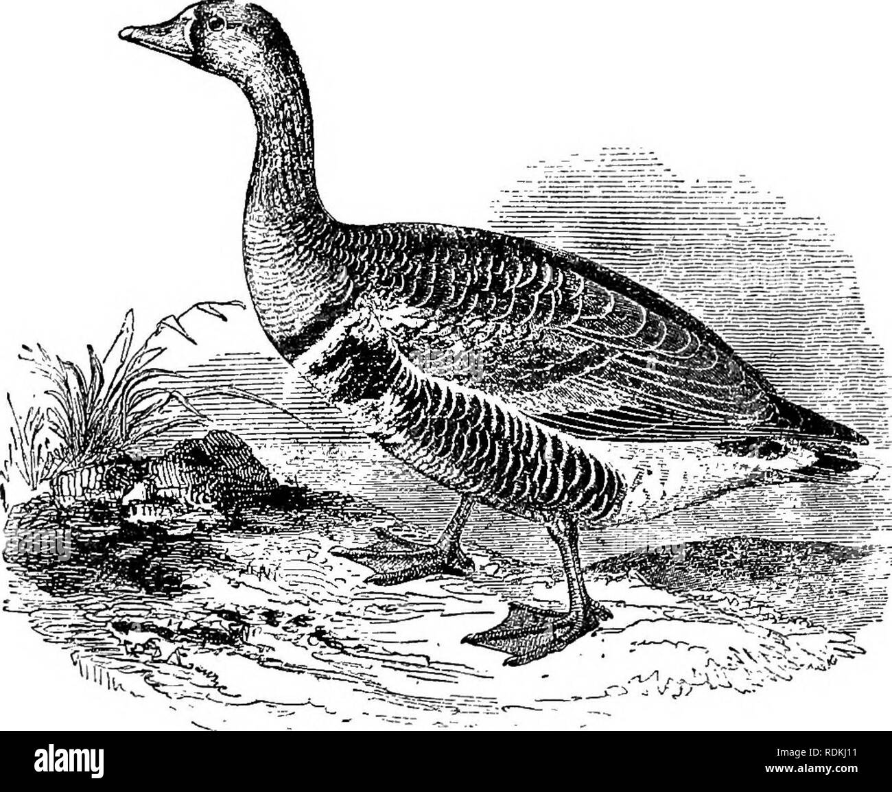 North american goose Black and White Stock Photos & Images - Alamy