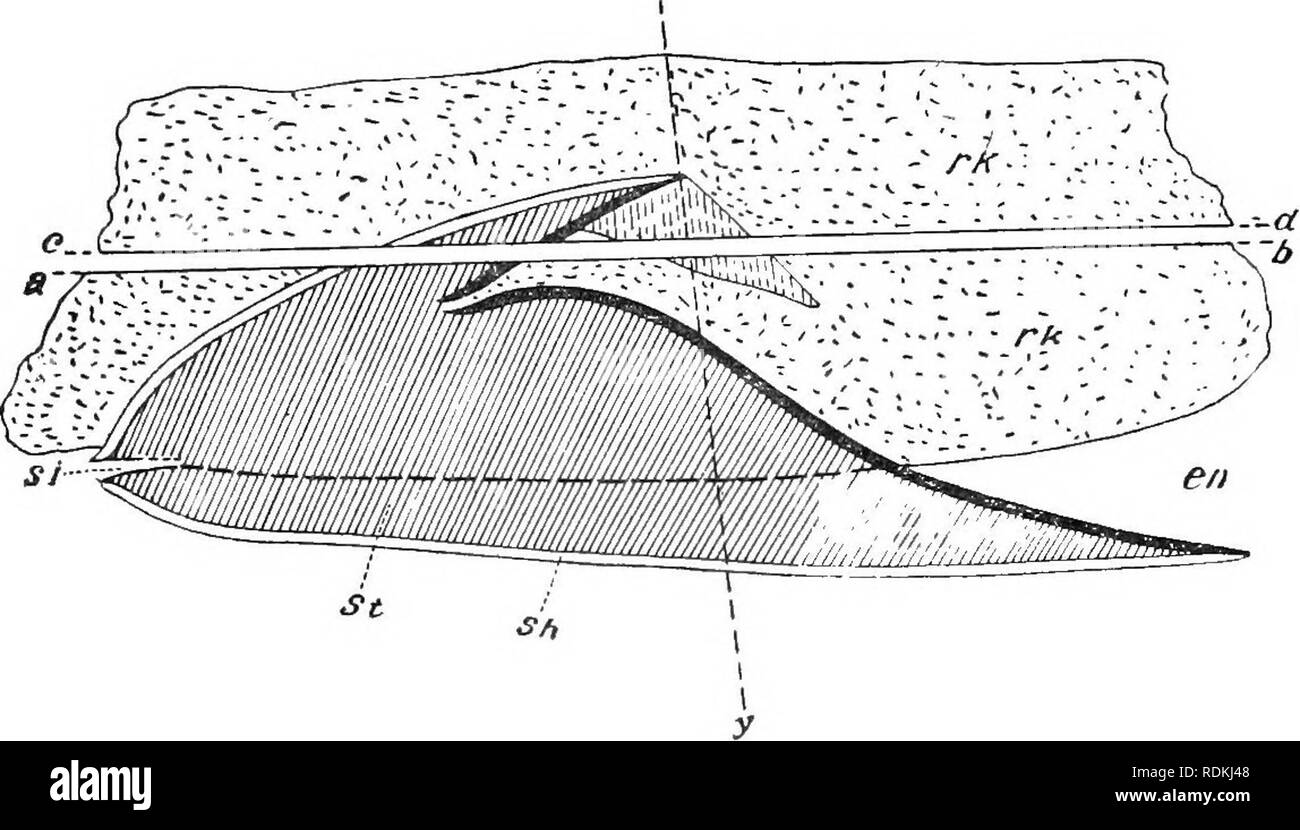 . Ordovician fossils of north China. Paleontology; Paleontology. (I) 46 ...