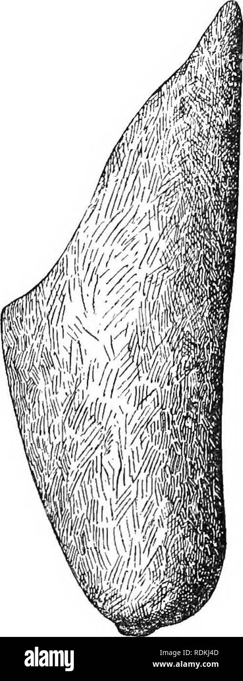 . Ordovician fossils of north China. Paleontology; Paleontology. Fig. 2 ...