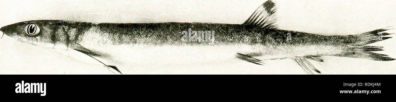 Beaked salmon hi-res stock photography and images - Alamy