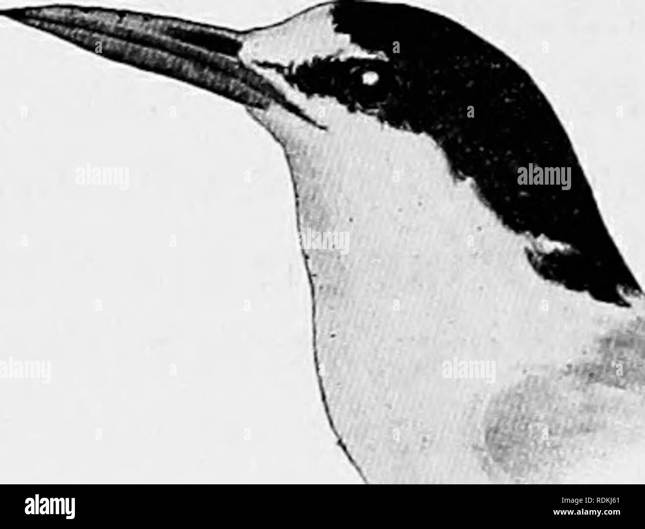 Ck bill hi-res stock photography and images - Alamy