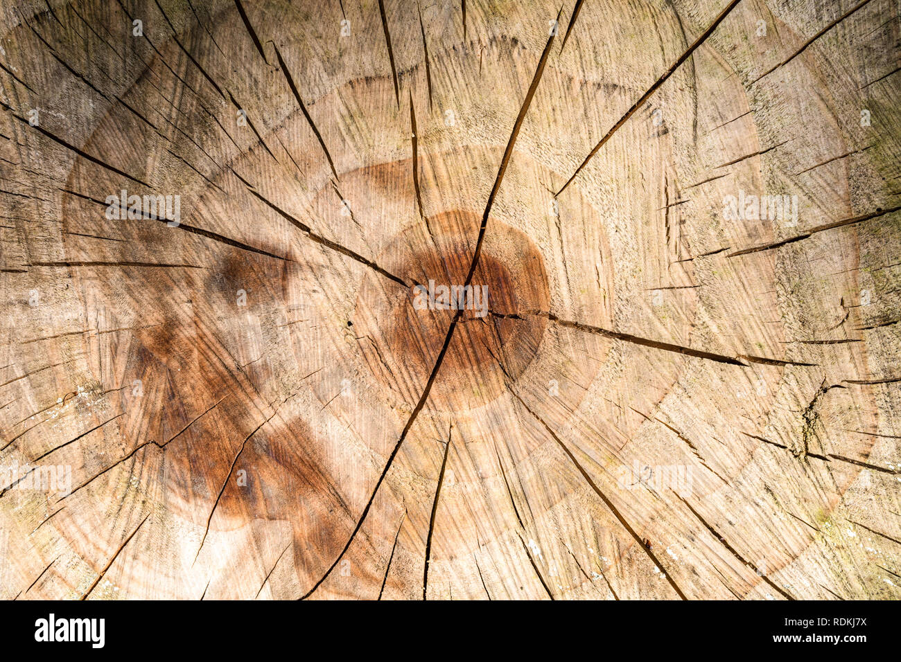 Detail of brown wood texture showing center of cut trunk Stock Photo ...