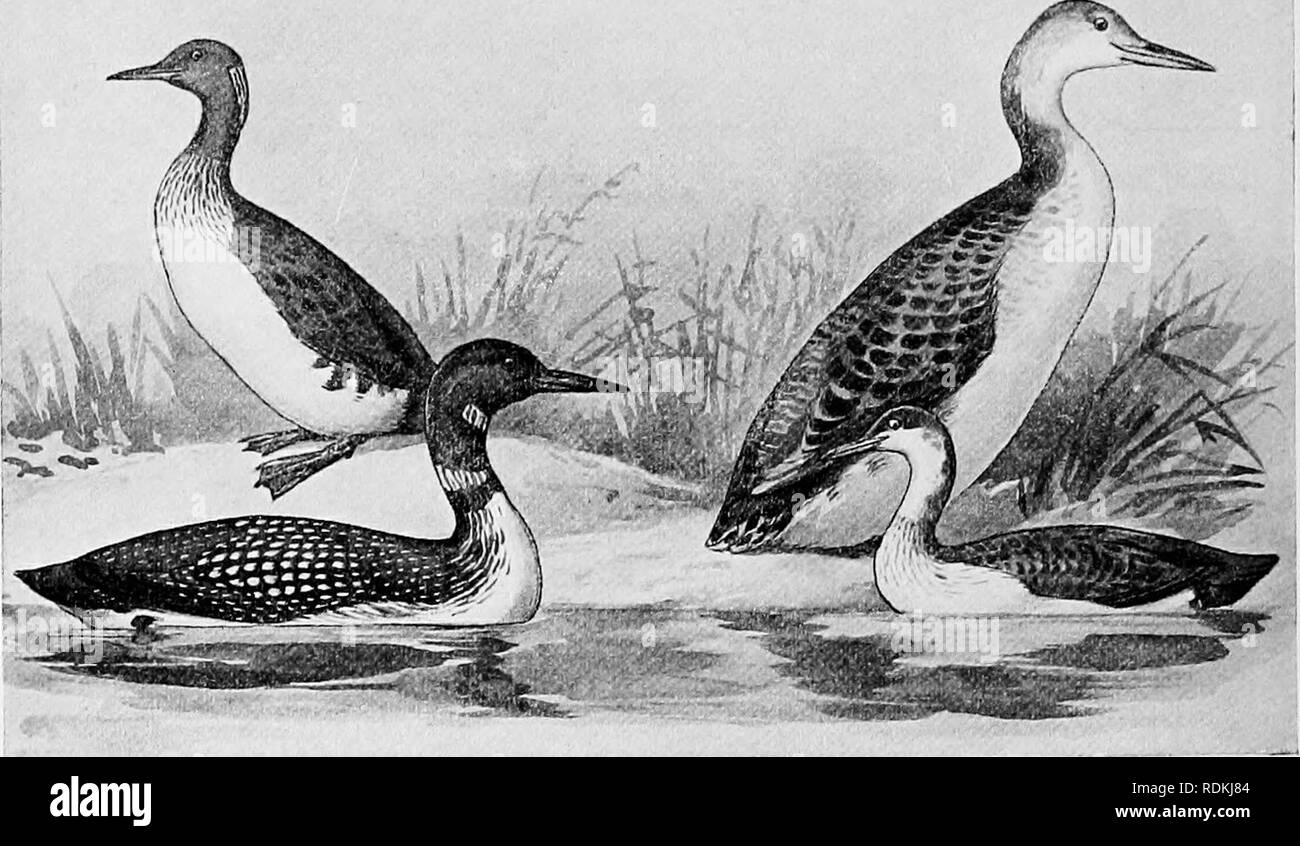 . The birds of Illinois and Wisconsin. Birds; Birds. 282 Field Museum ...