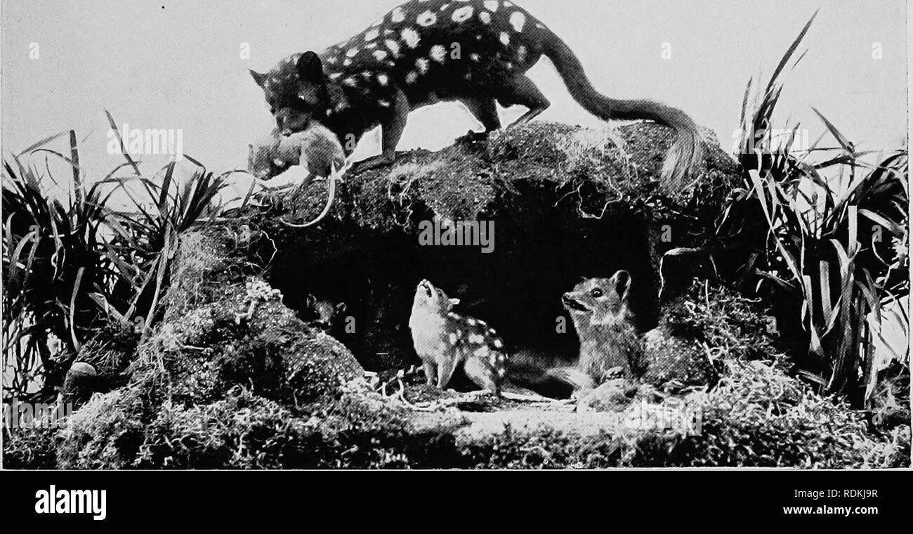 . Mammals of other lands;. Mammals. MARSUPIALS AND MONOTREMES 339 The ...