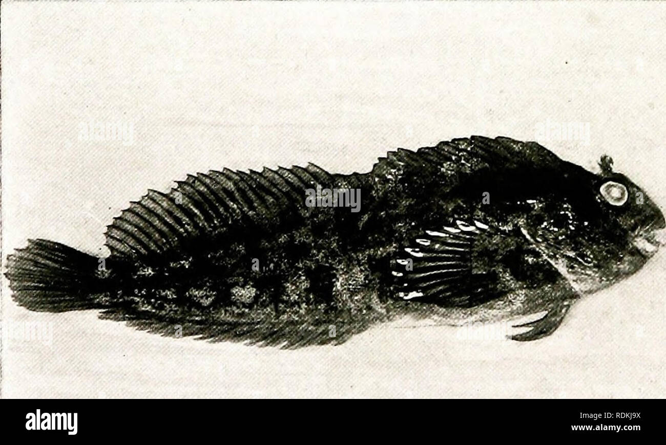 Jointed seaweed hi-res stock photography and images - Alamy